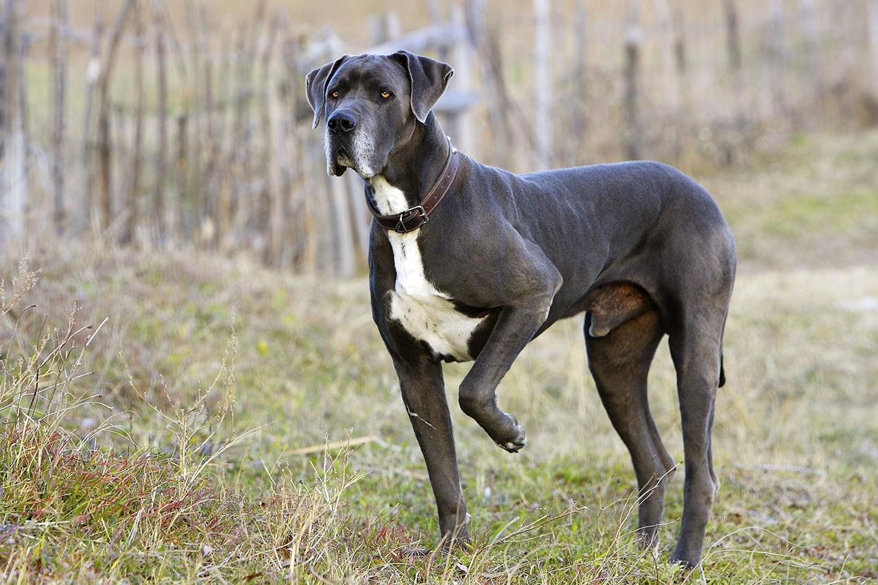 Tanskandoggi (Great Dane) - Koirarodut.fi