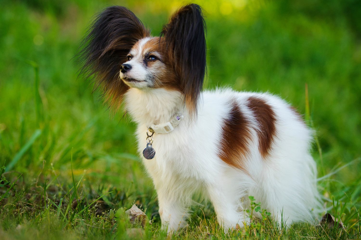 Papillon - Koirarodut.fi
